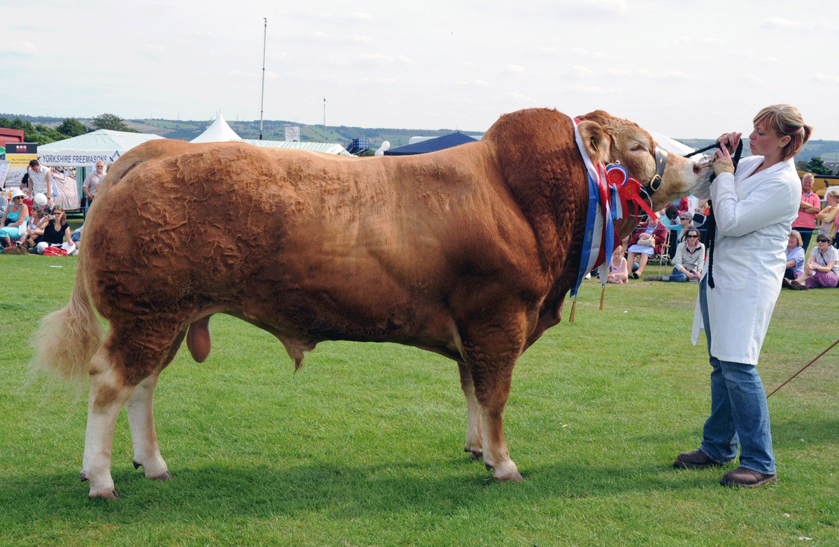 Kildowney CROONER - Gelbvieh breed