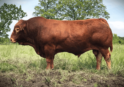 GTMO BALFOUR 08B - Limousin breed - Semen available