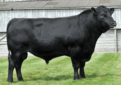 Netherton FAMOUS - Aberdeen Angus - Semen for sale