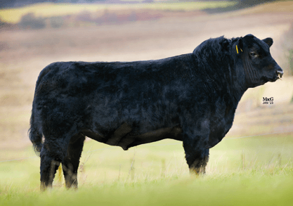Aberdeen Angus