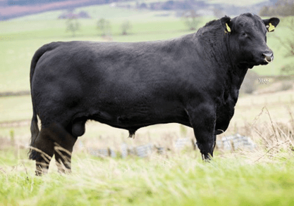 Fordel BEN MAREE- Aberdeen Angus - Semen for your Angus herd