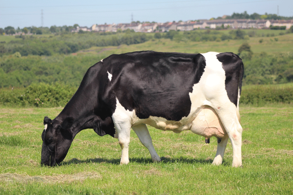 Barncluth ARRIVAL - proven British Friesian sire