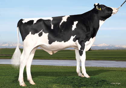 Holstein